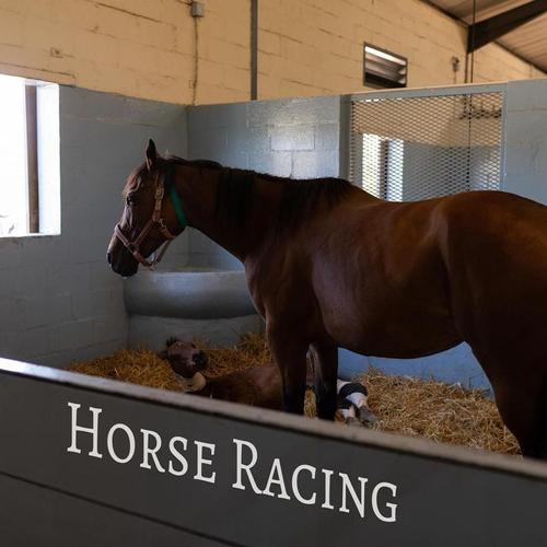 Design Wizard - Free Horse Racing Templates Collection - Designwizard ...